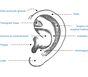 Anatomy of the Ear – EarBuddies