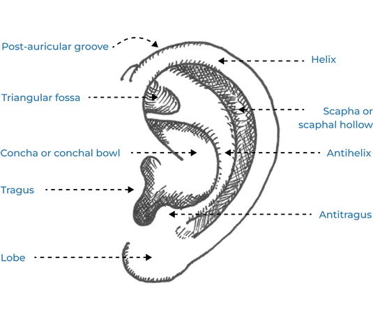 Anatomy of the Ear – EarBuddies